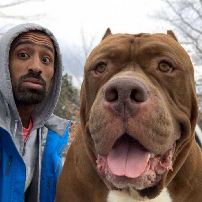 Conheça Hulk: considerado o maior pitbull do mundo